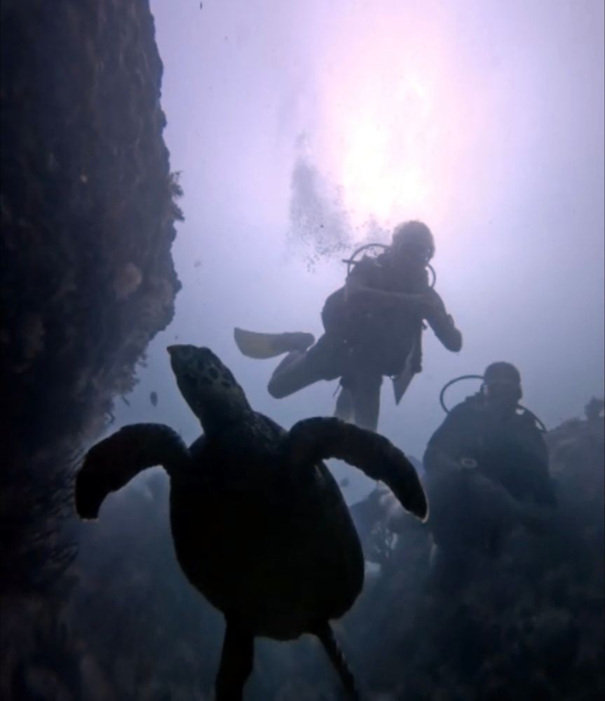 Shore-Based Musandam Diving Week from Khasab, Oman - adventuro