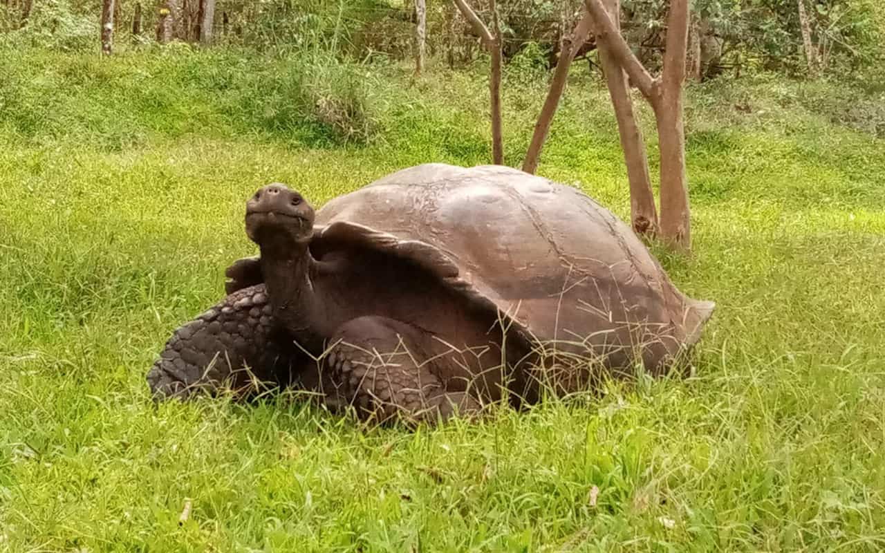 Galapagos Islands: 6-Day Scuba Diving, Snorkelling & Island Exploration ...