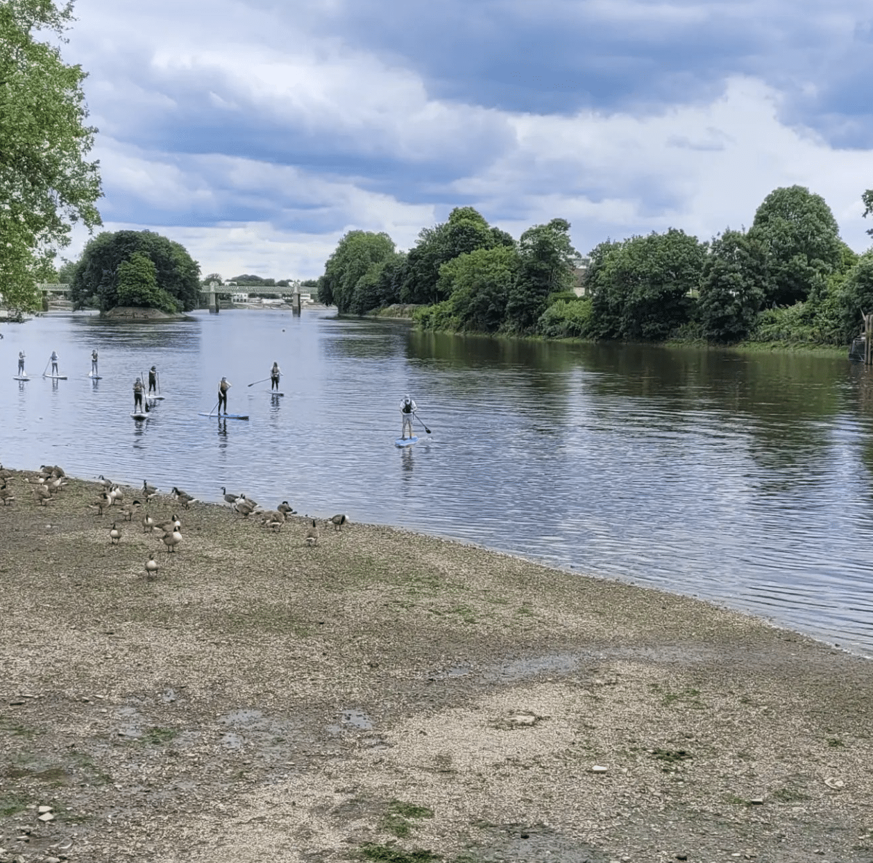 Thames Natural History Paddleboarding (SUP) Tour - adventuro