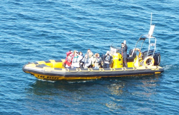 RIB Tour – Explore Puffin Island - adventuro